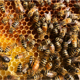 Welcome to The Spry Farm – Located in Devlin, Ontario Canada